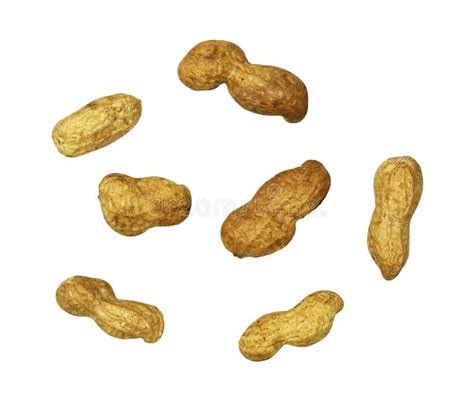 Set Of Unpeeled Peanuts Isolated Stock Image Image Of Fresh Arachis