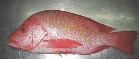 Ruby Snapper Etelis Carbunculus Indonesia Price Supplier 21food