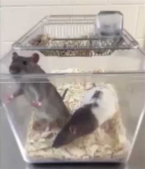Enriched Rat Housing