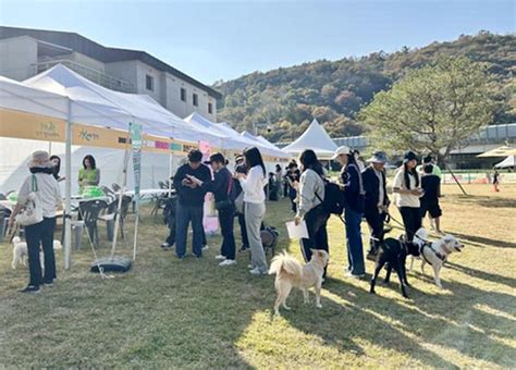 합천 ‘멍스테이 견주·댕댕이에 인기 부산의 대표 정론지 국제신문