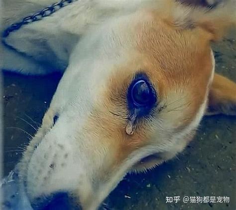 狗狗也会“哭”吗？狗狗流泪的几种原因 知乎