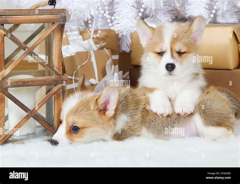 Two Funny Puppies Welsh Corgi Pembroke Six Weeks Old Lying Under The