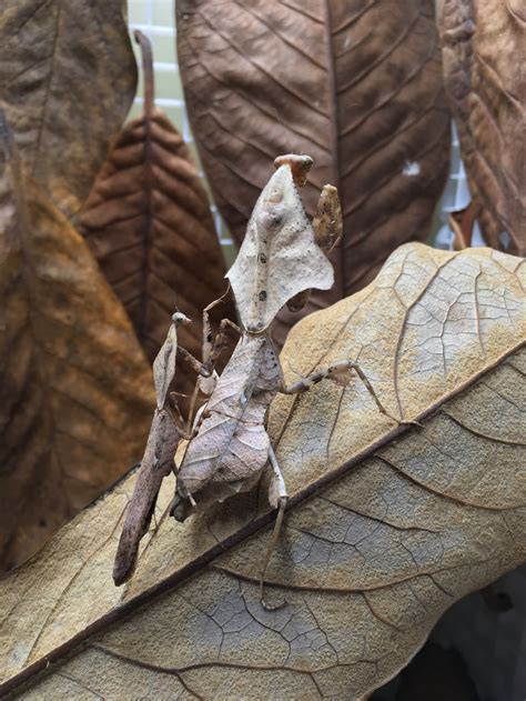 Dead Leaf Mantis Deroplatys Lobata • Small Exotic Farm