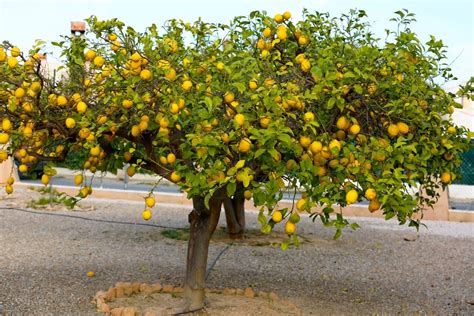 Trees That Start With L Varieties Characteristics Care