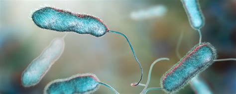 Microbial Research Group Mrg Snyder Institute For Chronic Diseases