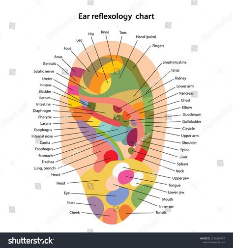Reflexology Ear
