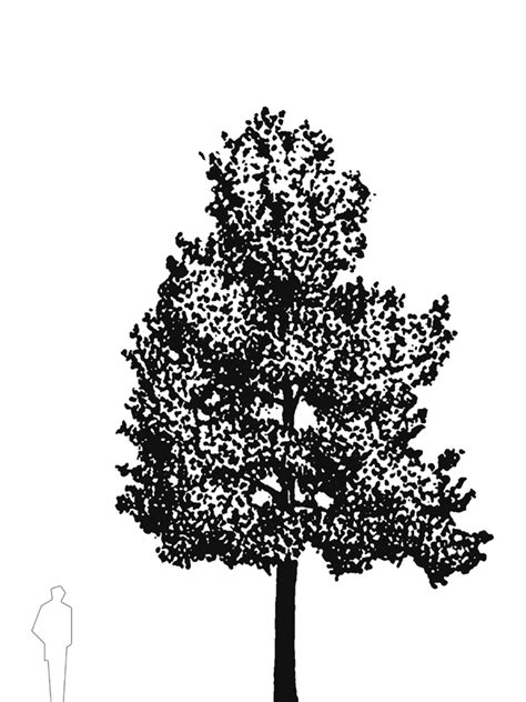 Liquidambar Styraciflua Urbidermis