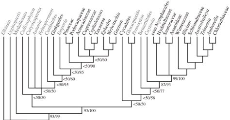 Strict Consensus Of 20 Trees Of 346 Steps That Were Inferred In The Mp