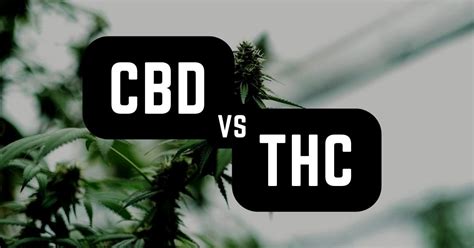 What Is The Difference Between THC And CBD TerraSol