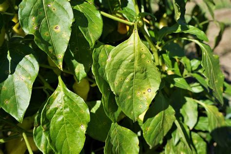 Spots On Pepper Leaves How To Diagnose And Treat Pepper Geek