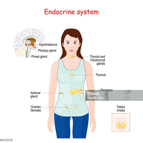 Vetores De Sistema Endócrino Anatomia Humana E Mais Imagens De Anatomia
