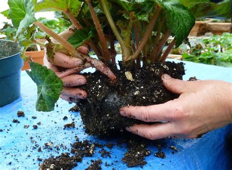 How To Propagate Begonias 5 Best Ways Balcony Garden Web