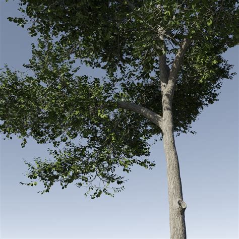Generic Tree Imeshh