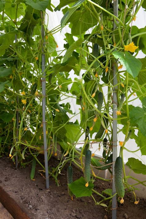 Vegetables Grow In A Greenhouse Fresh Cucumbers In The Greenhouse