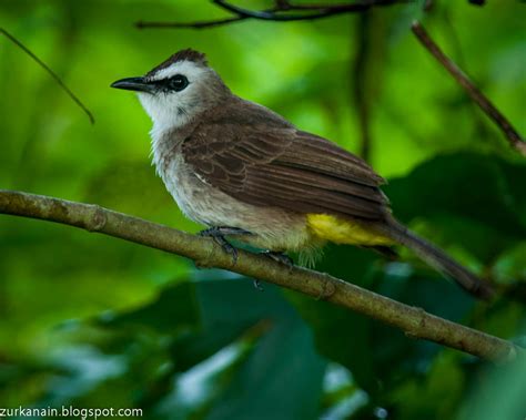 Zul Ya Birds Of Peninsular Malaysia Yellow Vented Bulbul