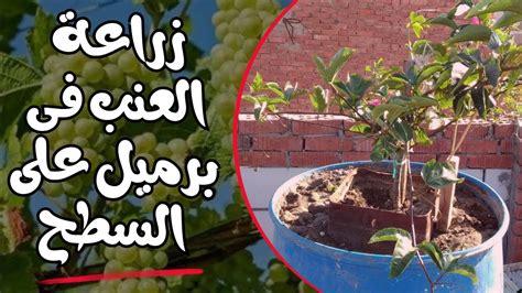 إحترف زراعة العنب فوق الأسطح 👨‍🌾🍇 هعلمك تزرع وتاكل من زرع و حصاد إيديك