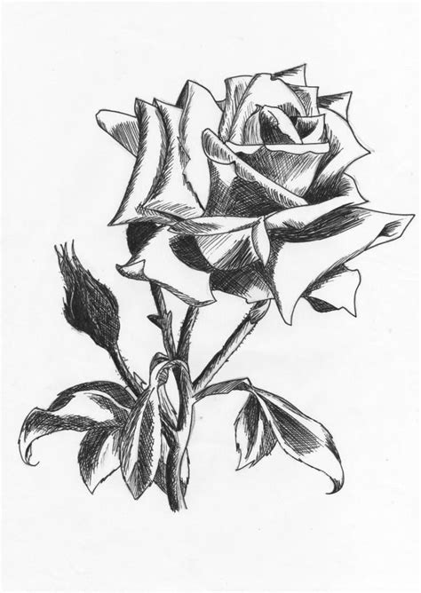 Cross Hatching By Peachieblossom On Deviantart