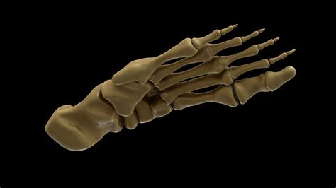 인간의 발 뼈 3d 모델 15 Unknown 3ds C4d Fbx Obj Free3d