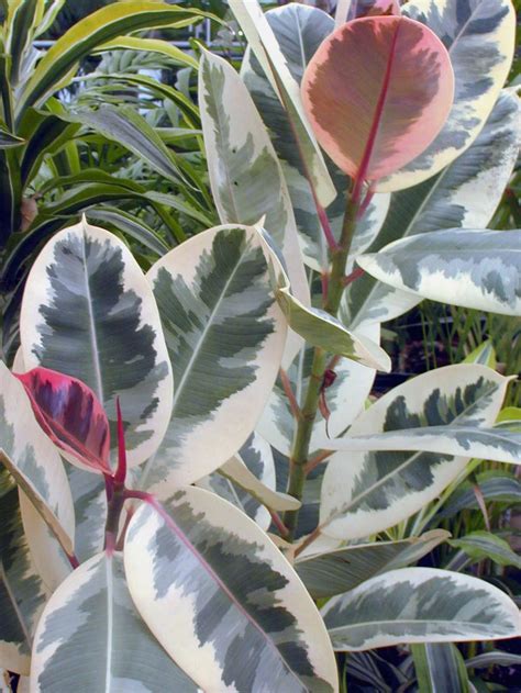 Easy Indoor Tropicals Hgtv