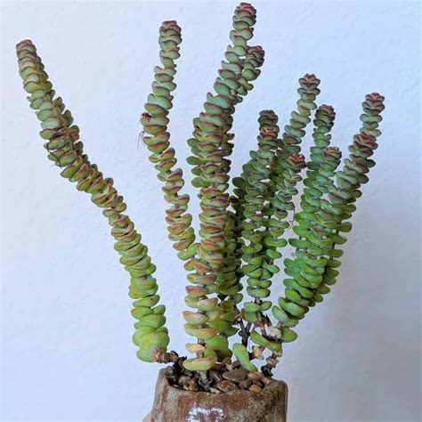 Crassula Perforata Care Growing String Of Buttons Necklace Plant