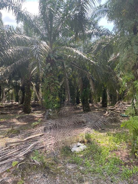Simpang Felda Tenggaroh 11 268 Acre Tepi Jalan Besar Kota Tinggi