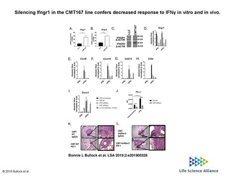 Silencing Ifngr1 In The Cmt167 Line Confers Decreased Response To Ifnγ