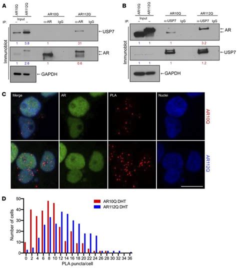 JCI Deubiquitinase USP Contributes To The Pathogenicity Of Spinal And Bulbar Muscular Atrophy
