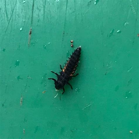 Found This Spiky Bug On My Bin Midlands England Any Idea What It