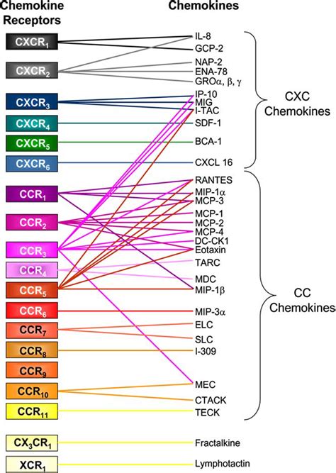 An Overview Of The Chemokines And Their Receptors To Date 21 57