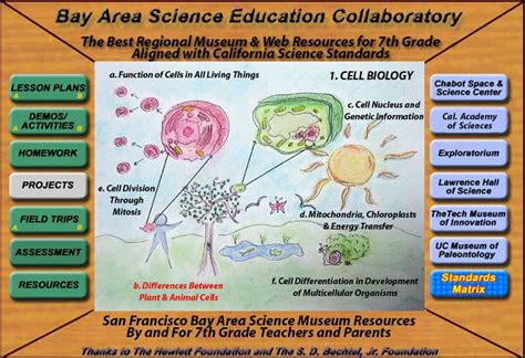 Bay Area Science Museum Collaboratory 7th Grade Cell Biology