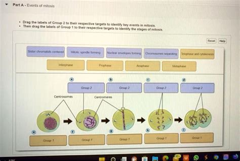 Part A Events Of Mitosis Drag The Labels Of Group 2 To Their