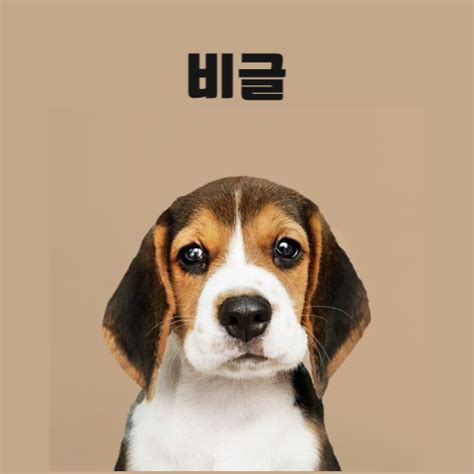 비글 분양 정보 및 기본 정보성격특징털 빠짐유전병