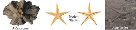 Fossil Of The Month Asterosoma