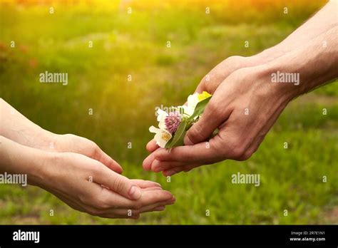 A Man Gives Flowers To A Woman Flowers In Mens Hands Hand Gives