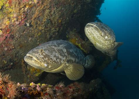 Can You Eat Goliath Grouper