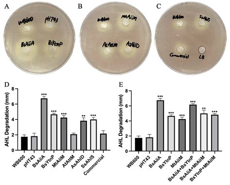 Parts Hangzhou Biox Igem 2024