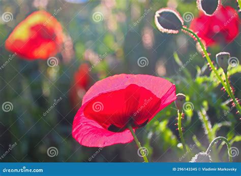 Papaver Rhoeas Common Poppy 1 Stock Image Image Of Encoder