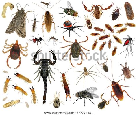 Human Skin Parasites Housing Pests Insects 스톡 사진 677774161 Shutterstock