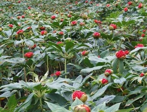 重樓種植技術和方式 每日頭條