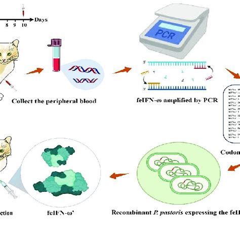 Global Overview Of The Gene Clone Codon Optimization Expression Download Scientific Diagram
