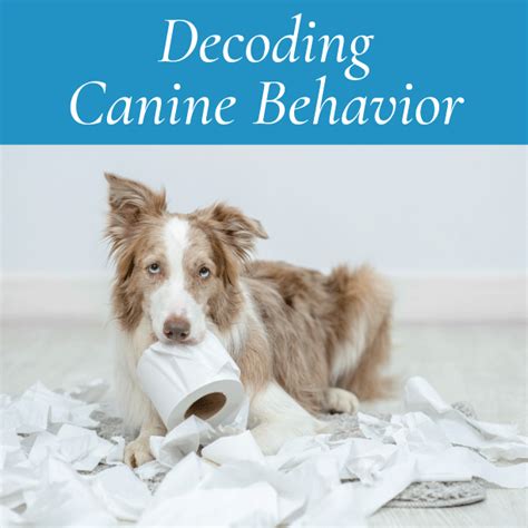 Decoding Canine Behavior: Understanding What Your Dog is Trying to Tel ...