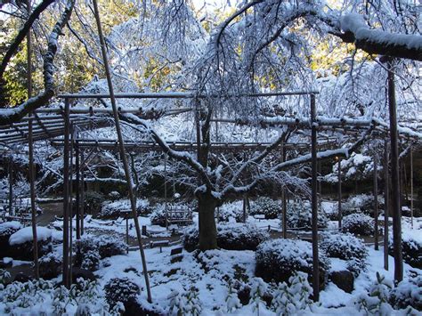 平安神宮 神苑の雪景色 京都旅屋