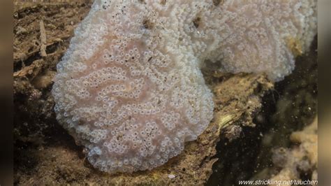 Aplidium Glabrum Sea Tunicate