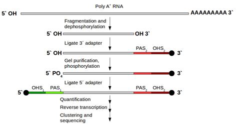 How Do Strand Specific Sequencing Protocols Work