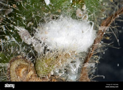 Glasshouse Or Tuber Mealybugs Pseudococcus Viburni Waxy Exudation And