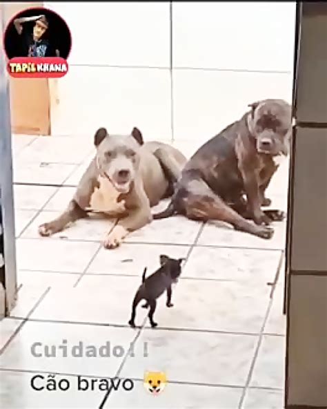 دوبله طنز ترکی