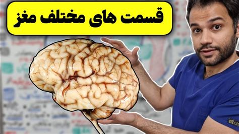 قسمت های مختلف کورتکس مغز و عملکردشون Different Areas Of Brain Cortex Youtube