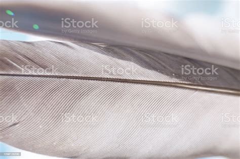 이국적인 텍스처 깃털 배경이 닫힙스입니다 하늘 디자인에 대 한 블루 패턴 매크로 사진 보기 갈색에 대한 스톡 사진 및 기타 이미지 Istock