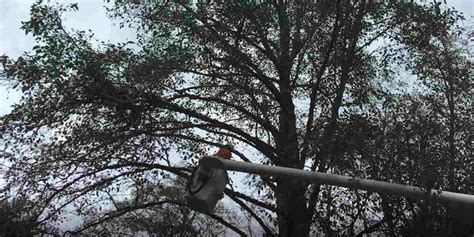 Why Are Curved Trees Dangerous The Dangers Of Bent Trees