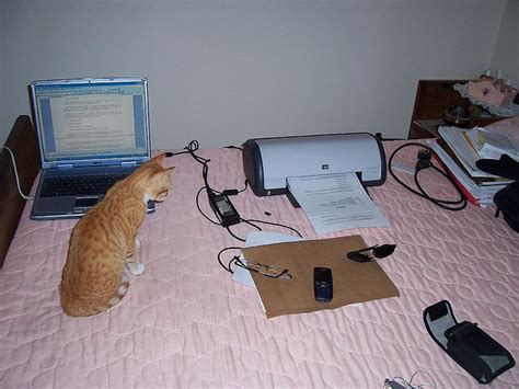 if programmers were cats sd times